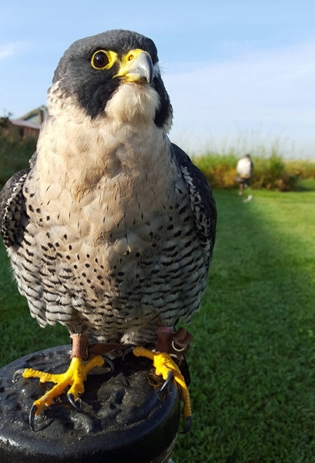 peregrine-falcon - Elite Falconry