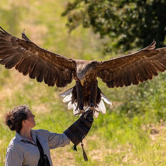 Falconry Experience Half Day - Elite Falconry